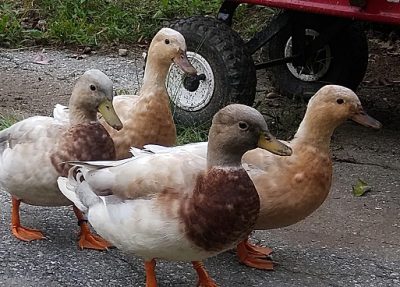 Holderread's Lost Bantam Ducks - Backyard Poultry